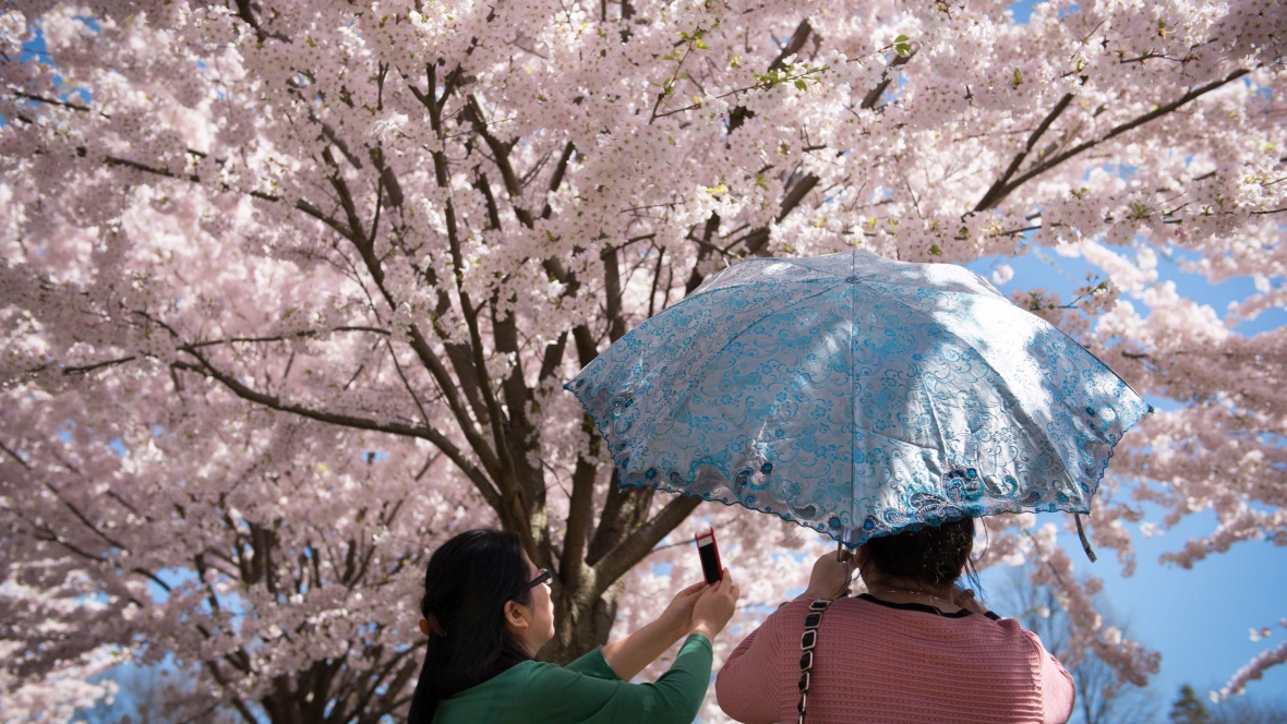 Cherry Blossoms At High Park In Toronto Ready To Bloom - Toronto Times