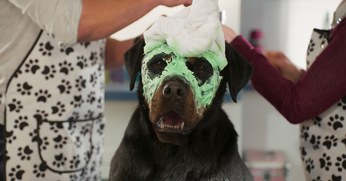 SHOW DOGS: The adventures of a four-legged agent (trailer) - Toronto Times