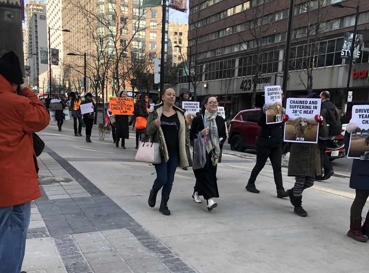 Animal Rights Toronto march against sled dog cruelty - Toronto Times