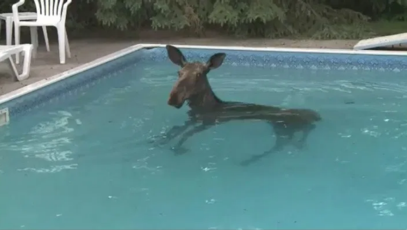 Ottawa man wakes up with moose in pool - Toronto Times