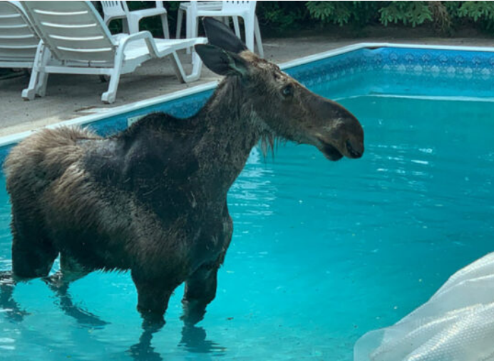 Ottawa man wakes up with moose in pool - Toronto Times