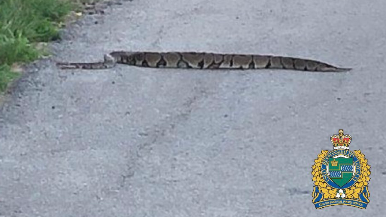 Look out for large Python on loose in Niagara Region - Toronto Times