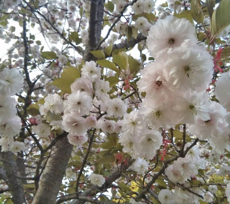 Toronto's High Park cherry blossoms can be viewed in person this year ...