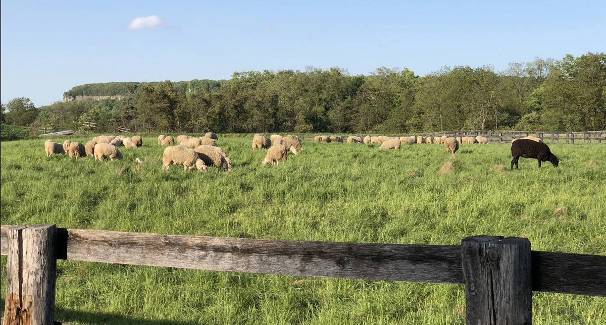 Canada's largest dairy sheep farm is opening near Toronto and they ...