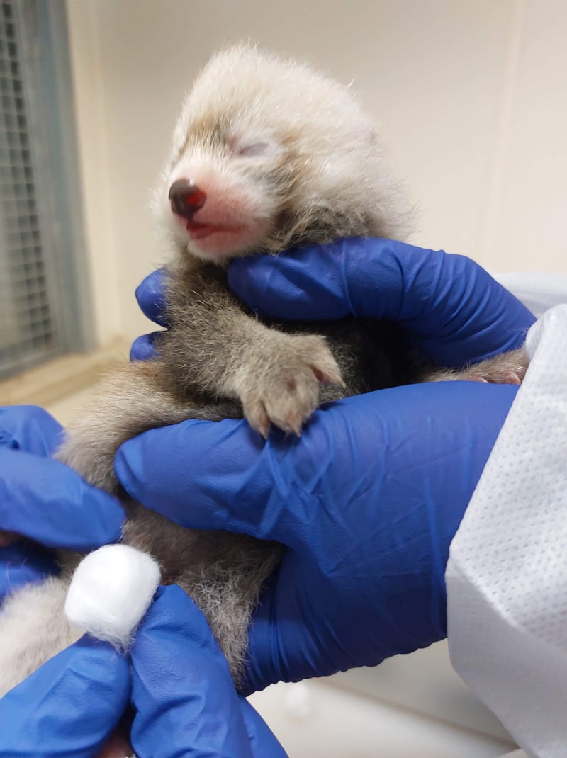 Baby Red Panda born at Toronto Zoo! - Toronto Times