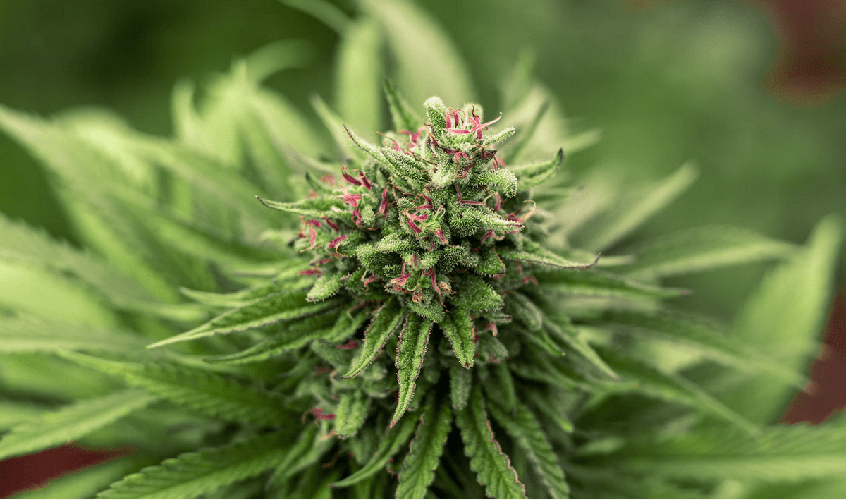 CBD Hemp Flowers: Different Types and Their Benefits - Toronto Times