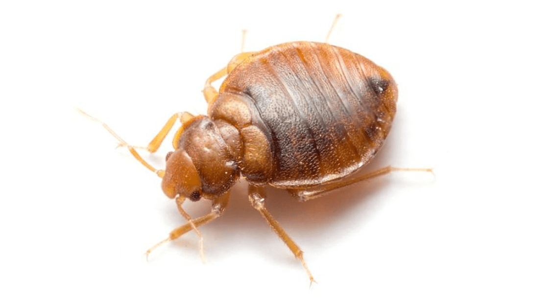 6 Natural Bed Bug Solutions - Toronto Times