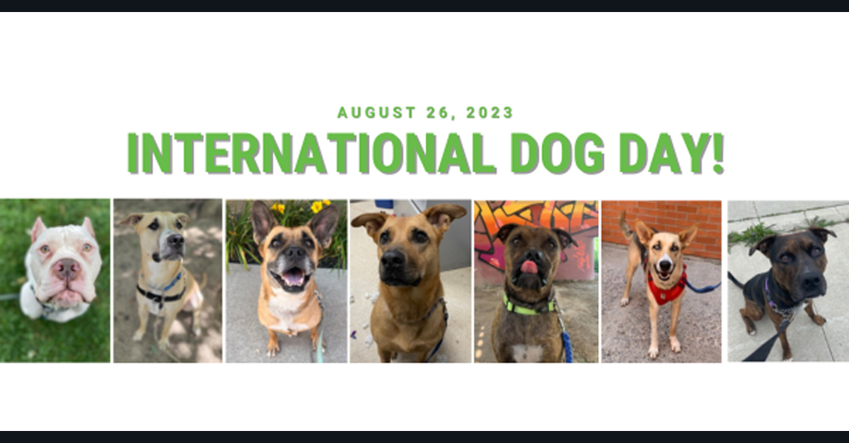 Toronto Humane Society Shines a Spotlight on Long Stay Dogs in Need of Forever Homes on ...