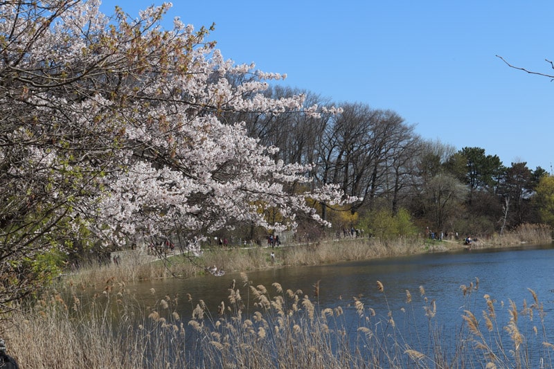 Here's how to track the High Park cherry blossom status 2024 - Toronto ...