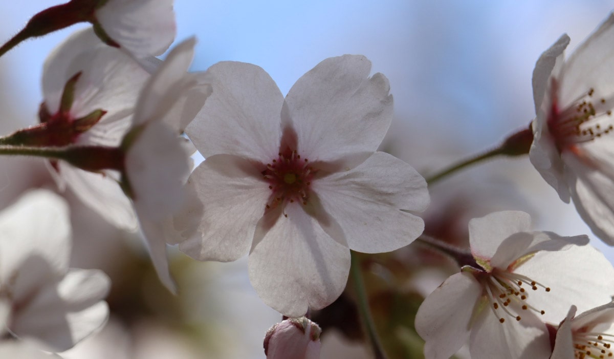 Here is the High Park cherry blossom watch guide 2025 - Toronto Times