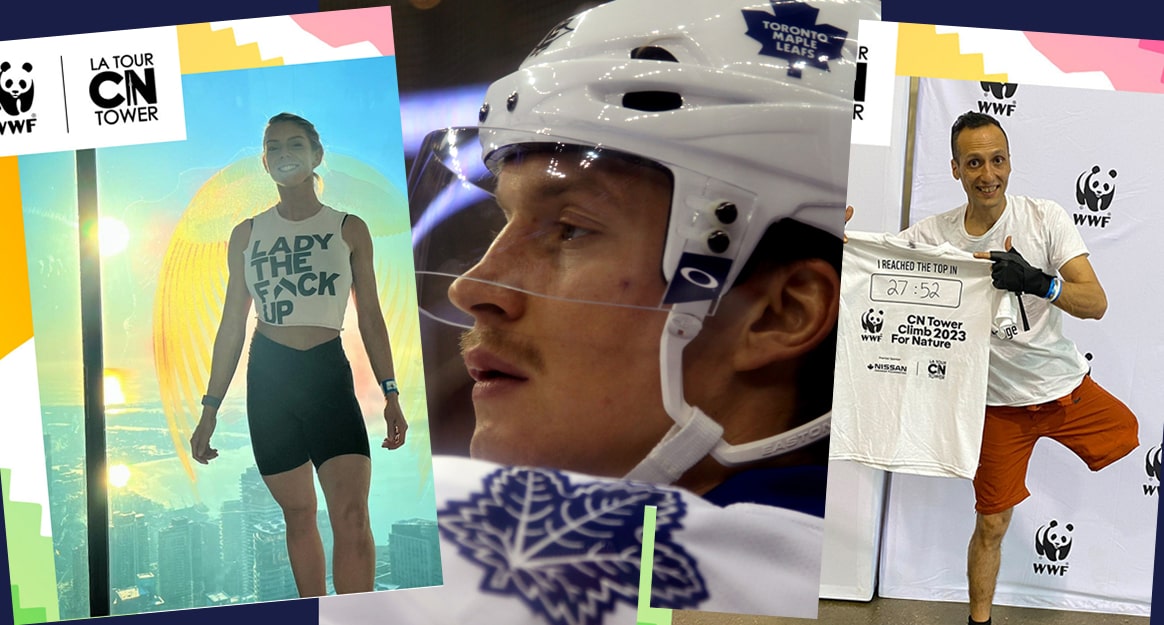 Toronto Maple Leaf is scaling Toronto's CN Tower