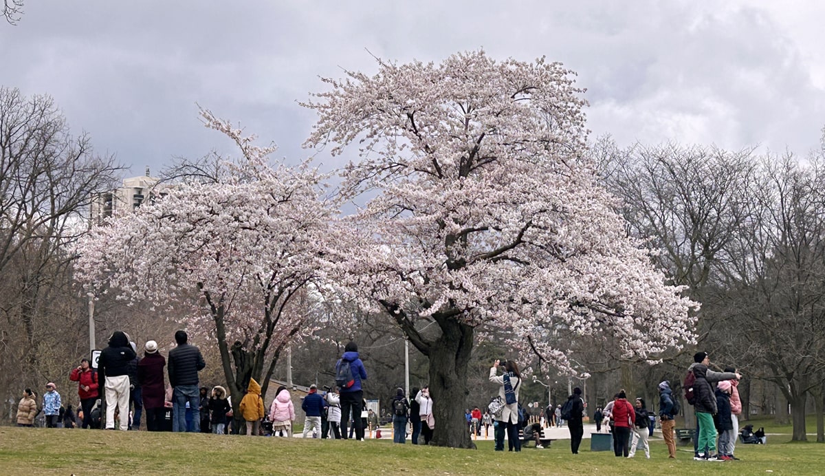 Here is the High Park cherry blossom watch guide 2025 - Toronto Times