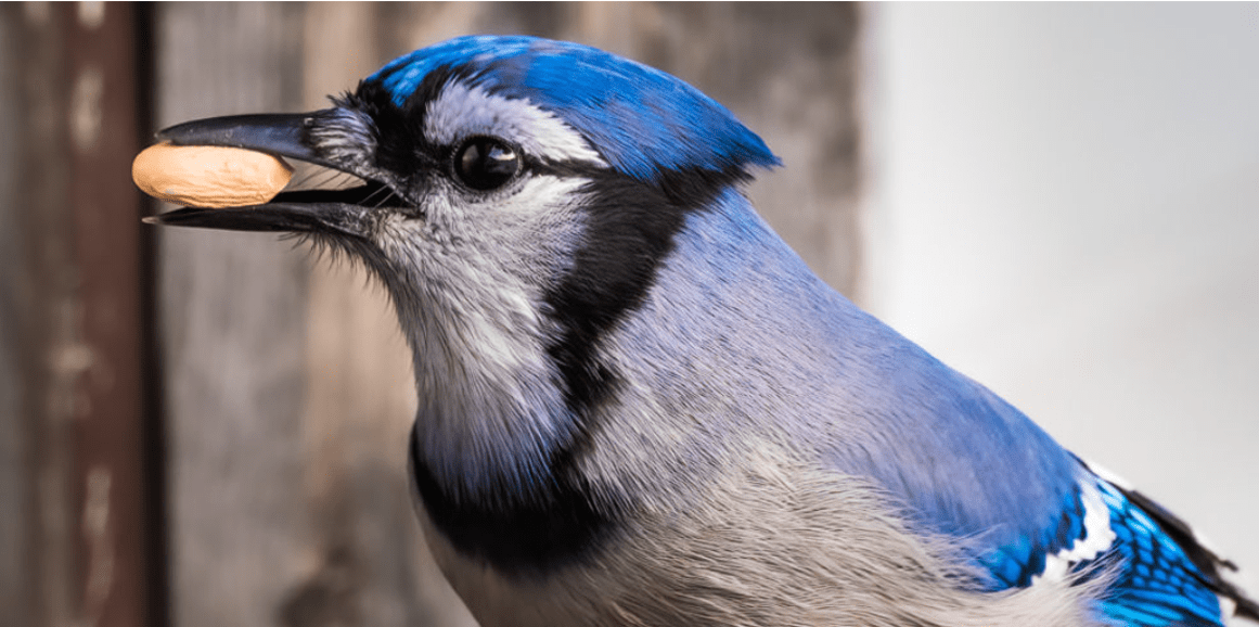 Toronto Bird Celebration, the urban birding event of the year returns