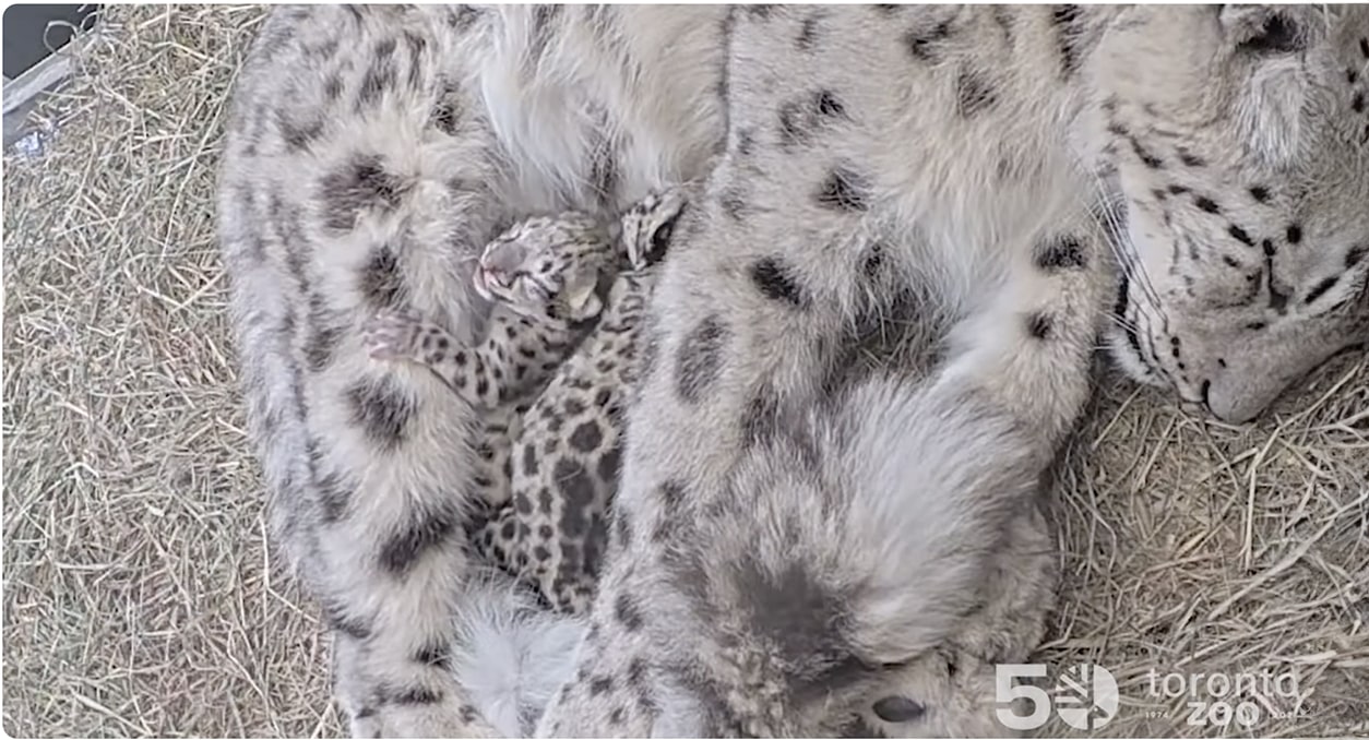 Two snow leopard cubs have been born at Toronto Zoo! Watch video ...
