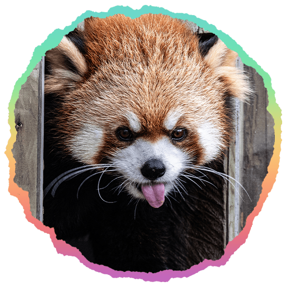 Two Red Panda cubs born at Toronto Zoo - Toronto Times