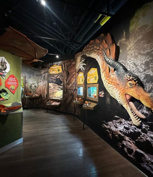 DRAGONS exhibit opens at Ripley’s Aquarium in Toronto - Toronto Times