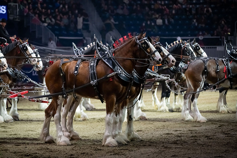 Enjoy a taste of the country at the 102nd The Royal Winter Fair ...