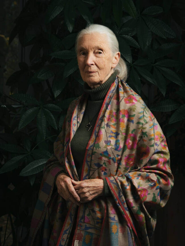 Dr. Jane Goodall, Renowned Ethologist, Conservationist, and Animal ...