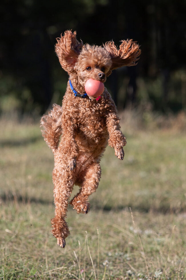 Canada’s Top 10 Most Popular Dog Breeds of 2025 Are - Toronto Times