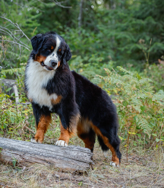 Canada’s Top 10 Most Popular Dog Breeds of 2025 Are - Toronto Times